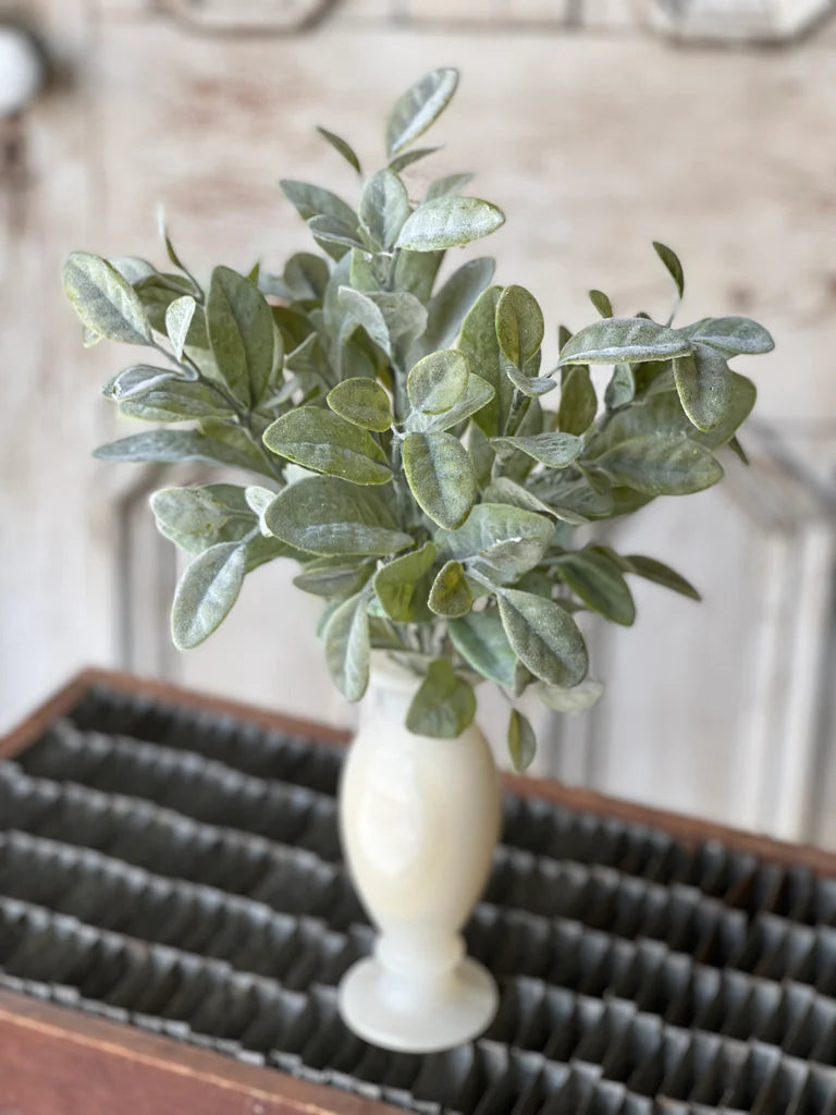 15” Grand Bay Bush — Pecan Row